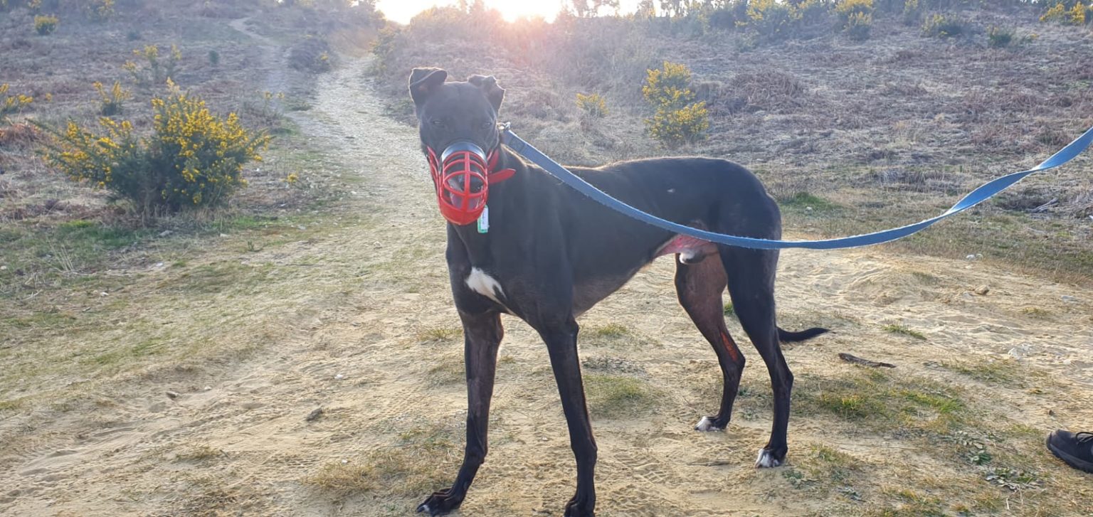 Shadow Has Been HomedGreyhound Lifeline
