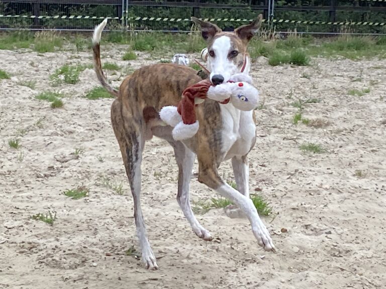 Chaow Has Been HomedGreyhound Lifeline