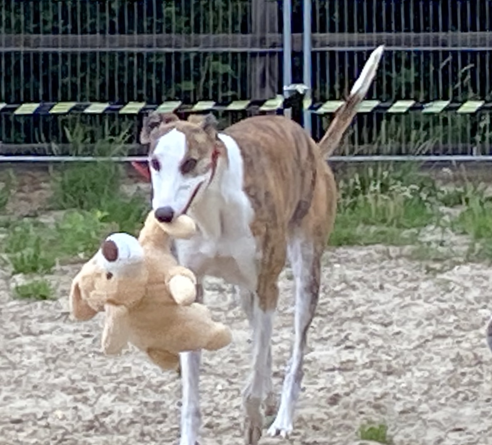 Chaow Has Been HomedGreyhound Lifeline