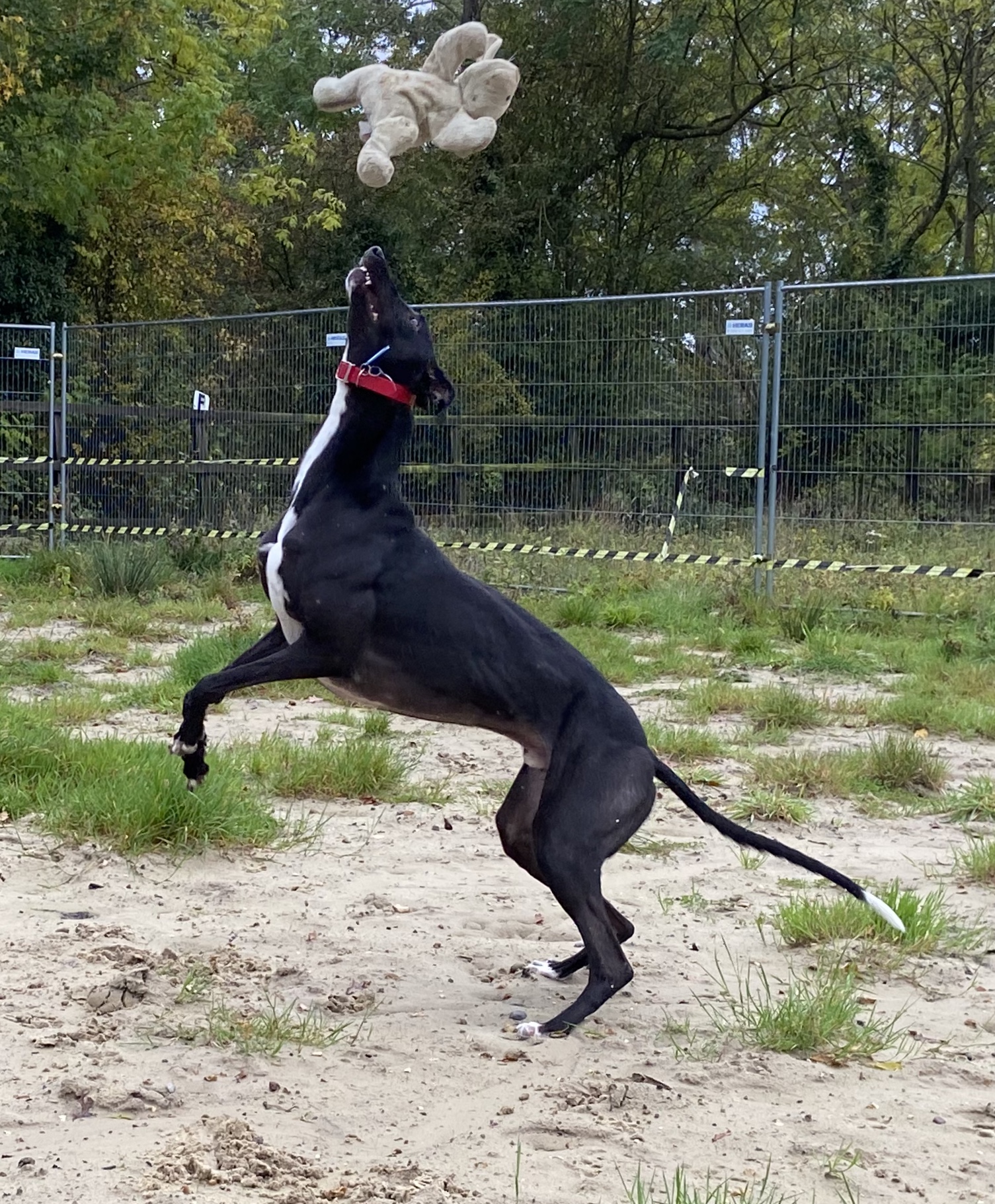 Greyhound GalleryGreyhound Lifeline