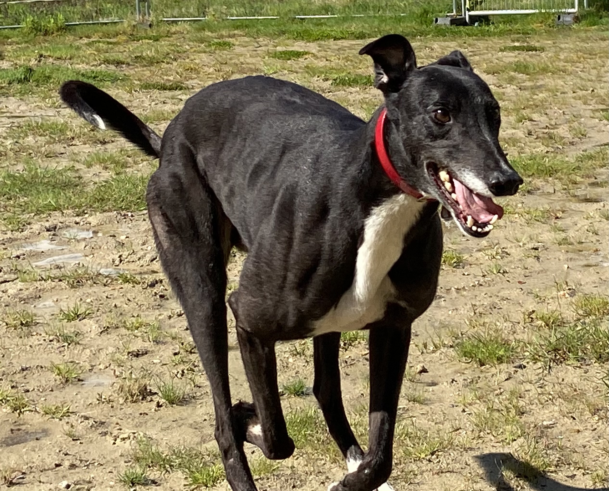 Greyhound GalleryGreyhound Lifeline