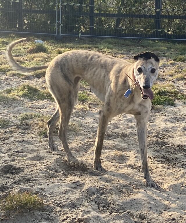 Greyhound GalleryGreyhound Lifeline