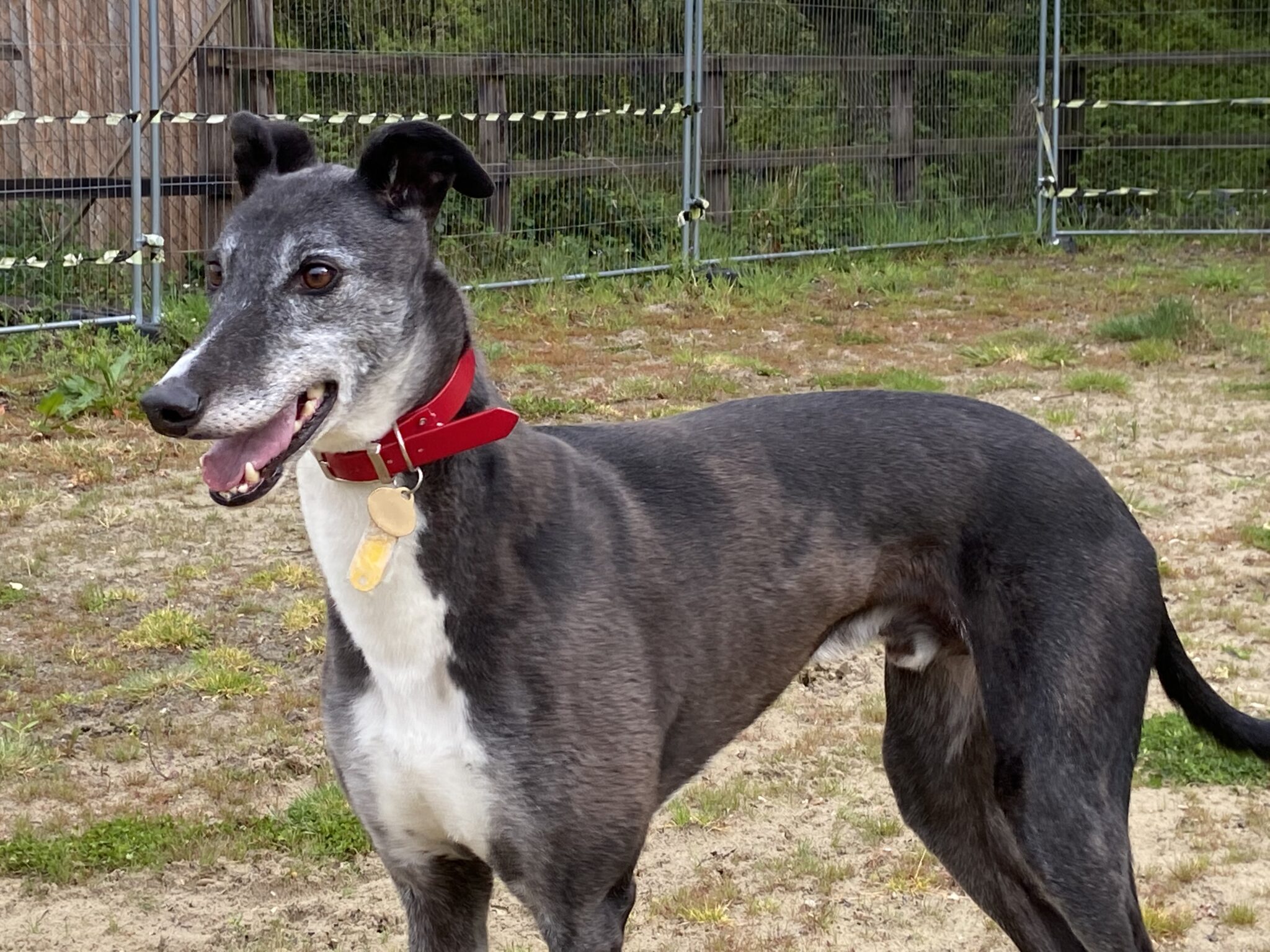 Greyhound GalleryGreyhound Lifeline