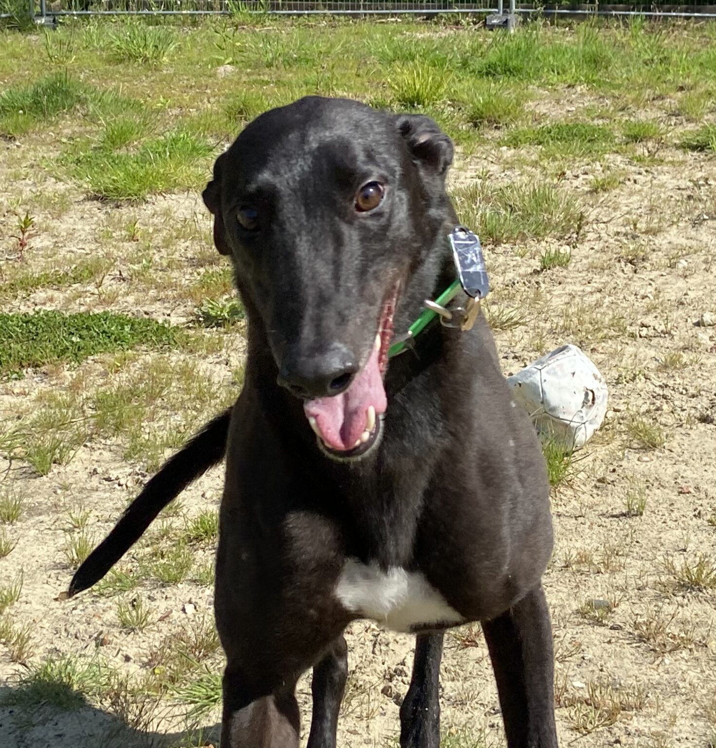 Greyhound GalleryGreyhound Lifeline