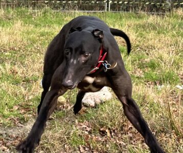 Greyhound GalleryGreyhound Lifeline