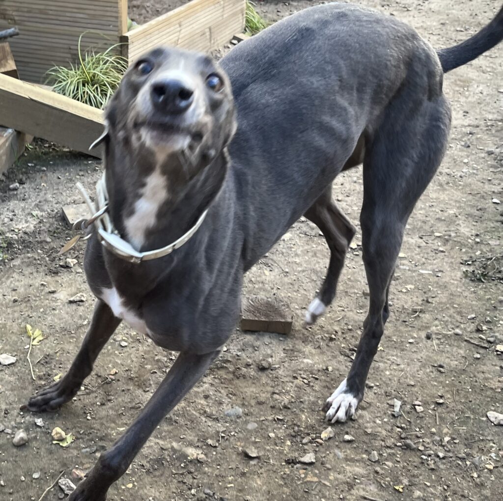 HomeGreyhound Lifeline | Supporting UK Greyhound Rescue and Rehoming