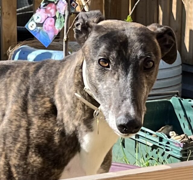 HomeGreyhound Lifeline | Supporting UK Greyhound Rescue and Rehoming