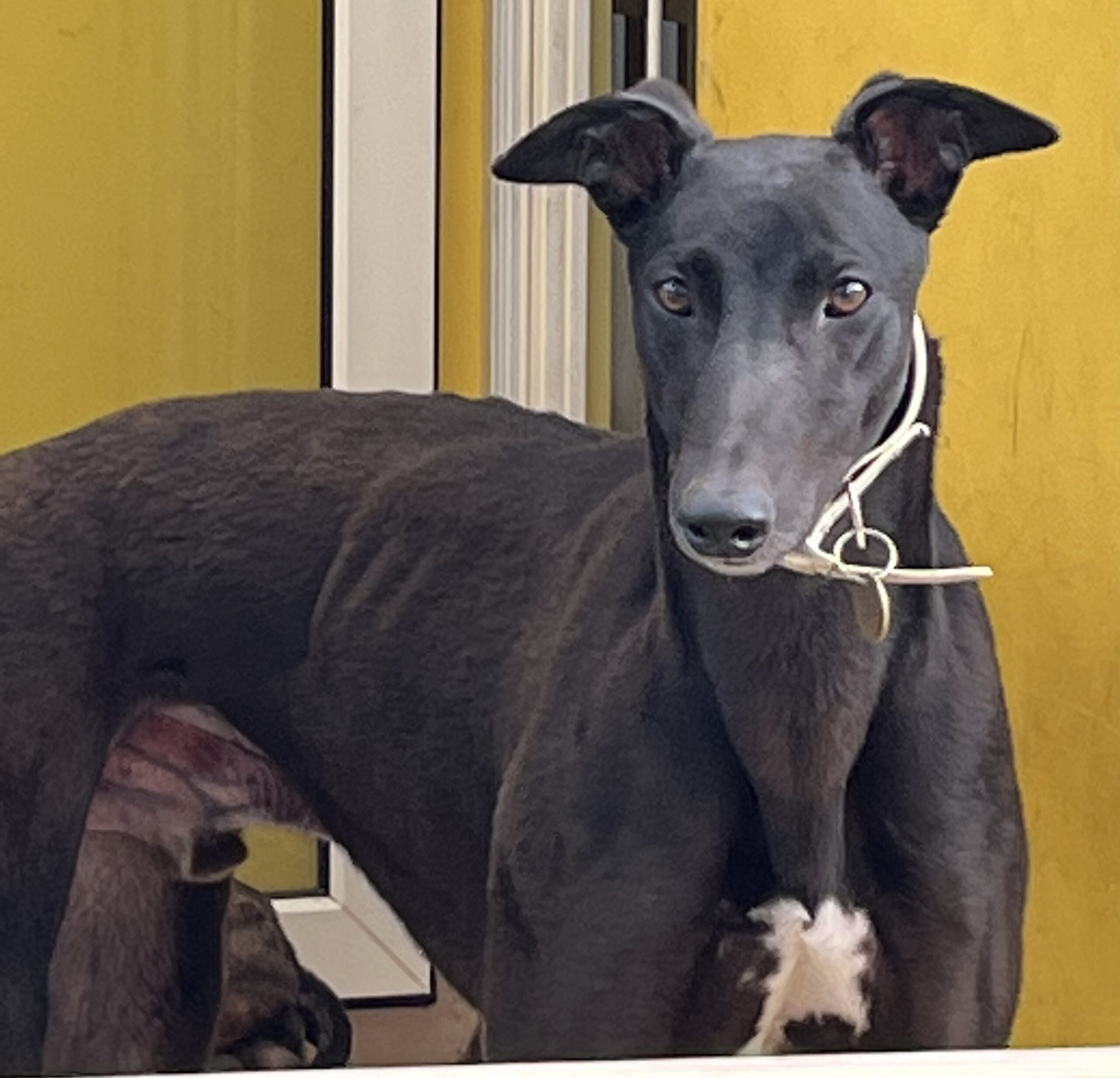 Greyhound GalleryGreyhound Lifeline