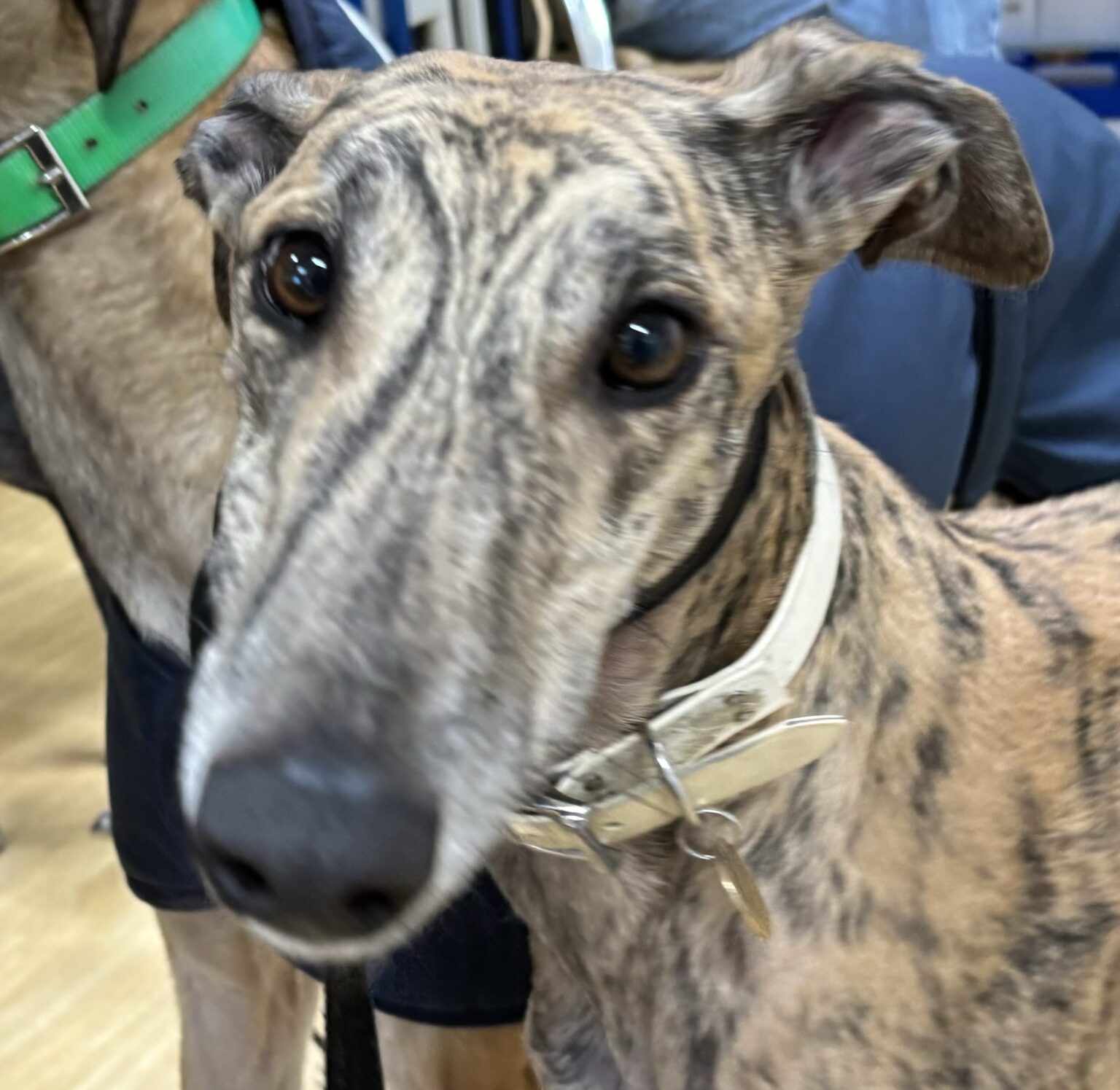 HomeGreyhound Lifeline | Supporting UK Greyhound Rescue and Rehoming