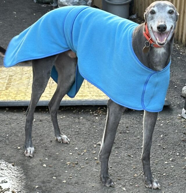 HomeGreyhound Lifeline | Supporting UK Greyhound Rescue and Rehoming