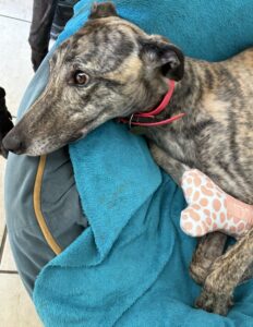 HomeGreyhound Lifeline | Supporting UK Greyhound Rescue and Rehoming