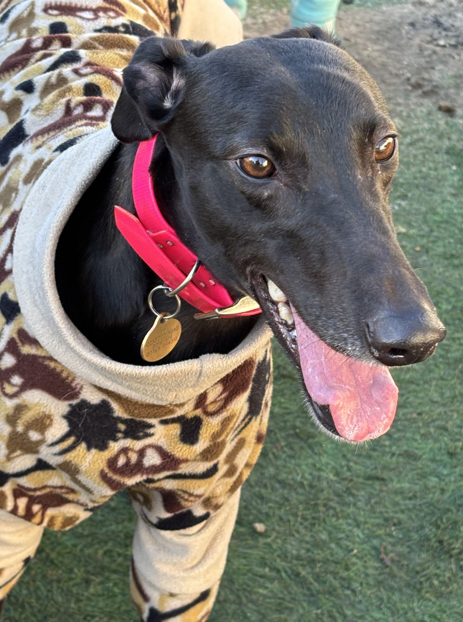 Greyhound GalleryGreyhound Lifeline