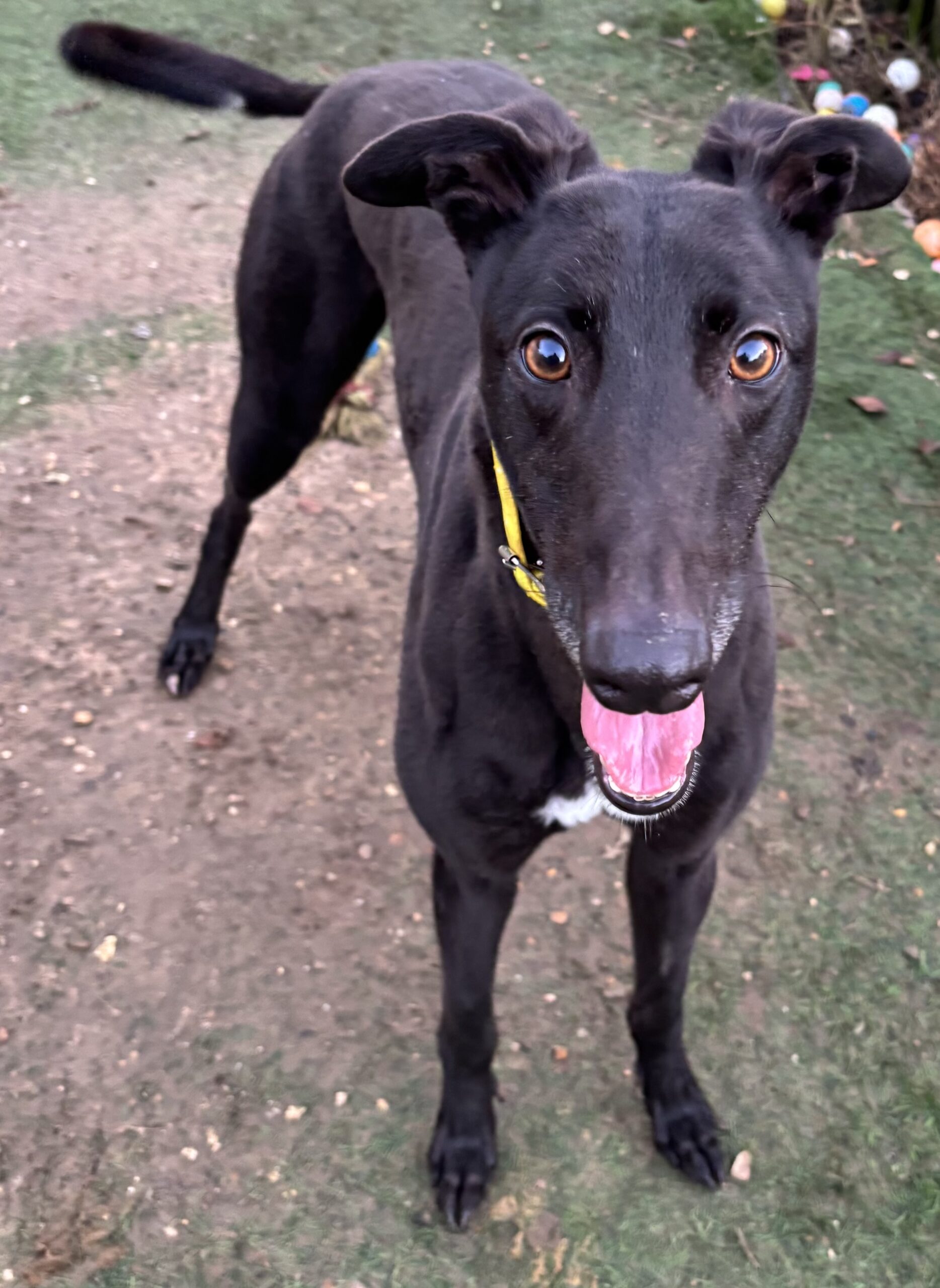 HomeGreyhound Lifeline | Supporting UK Greyhound Rescue and Rehoming