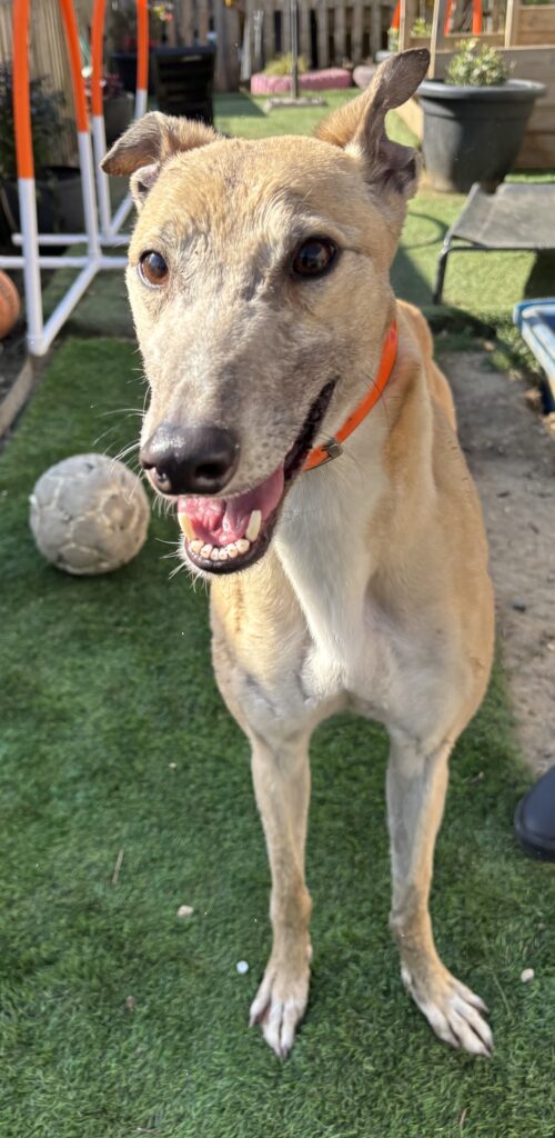 Greyhound GalleryGreyhound Lifeline